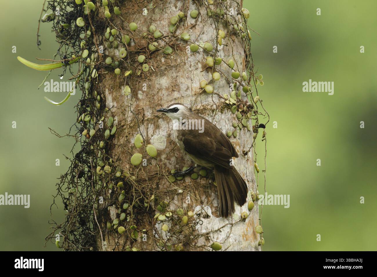 Yellow-vented Bulbul (Pycnonotus goiavier), Singapore, Asia Stock Photo ...