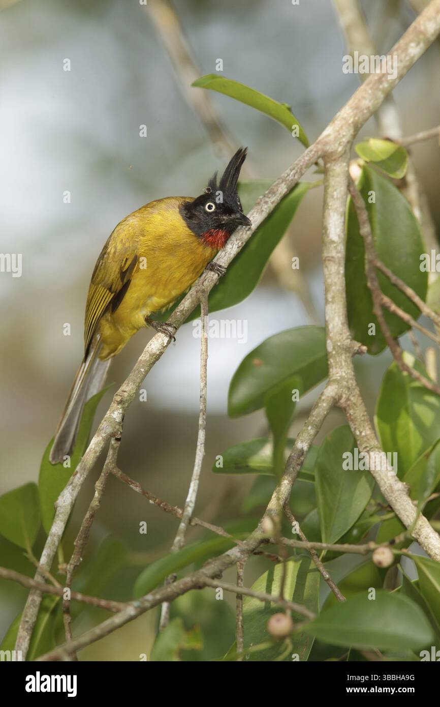 Black crested bulbuls in thailand hi-res stock photography and images ...