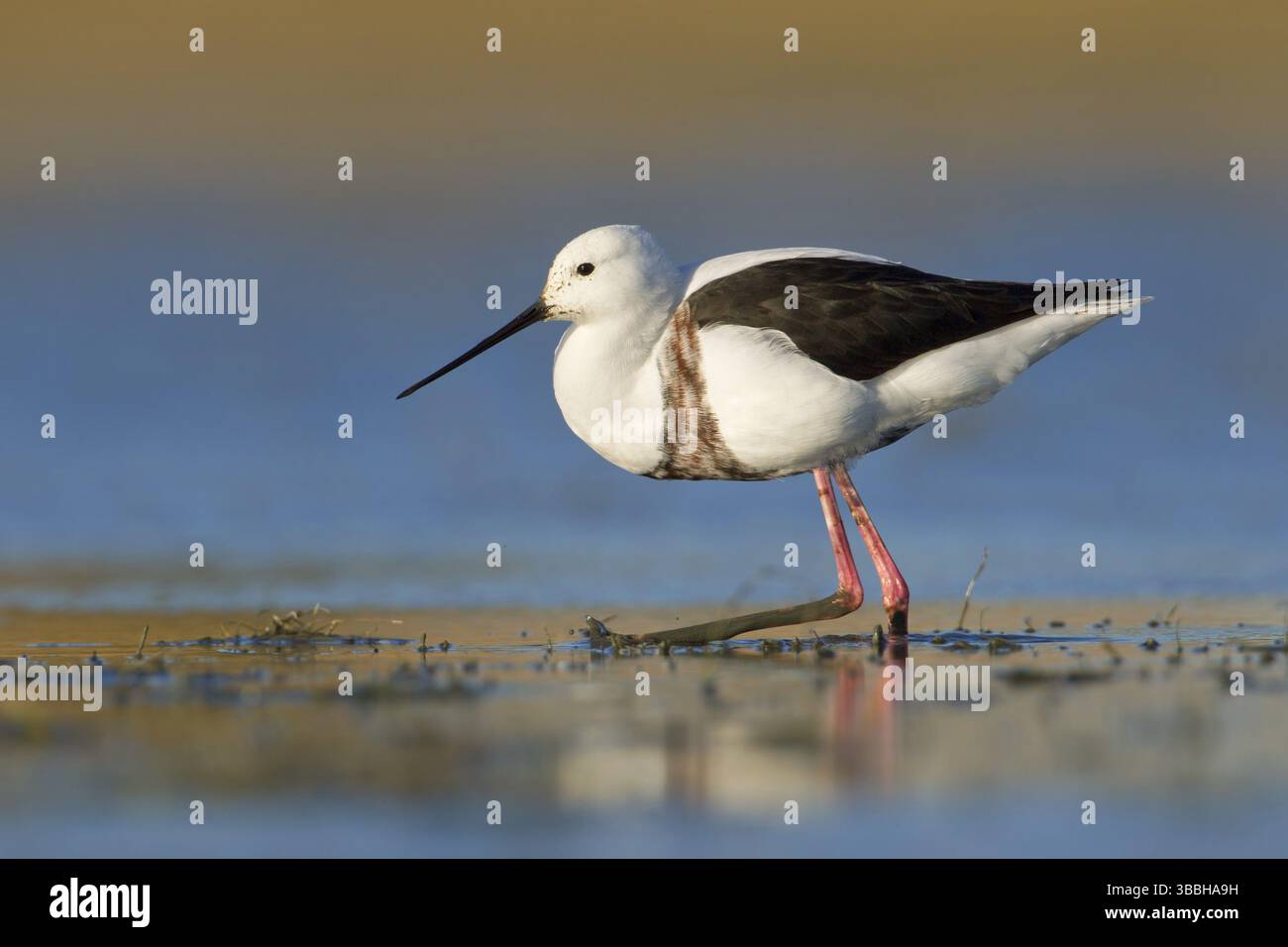 Banded Stilt (Cladorhynchus leucocephalus), Victoria, Australia ...