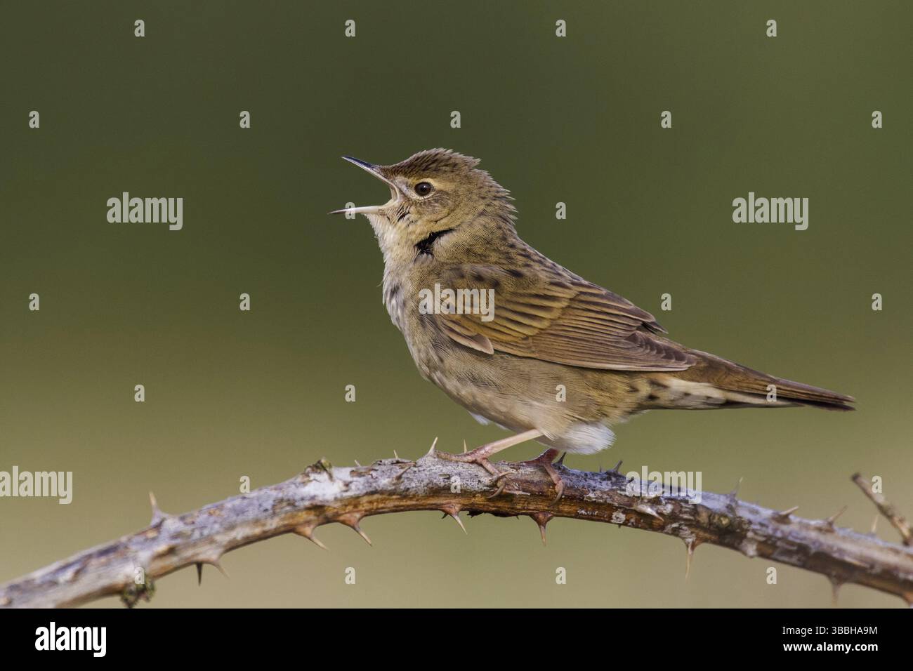 Common Grasshopper Warbler (Locustella naevia) singing, Cheshire ...
