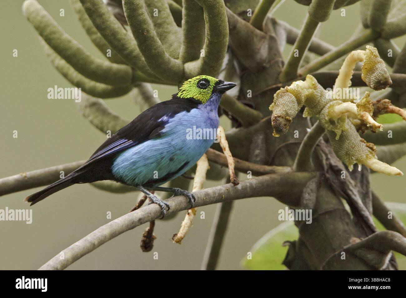 Paradise Tanager (Tangara chilensis), Ecuador, South America Stock ...