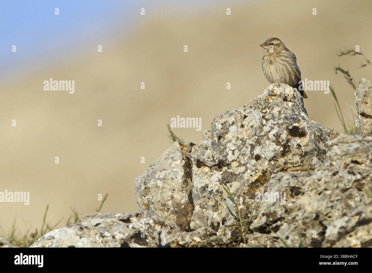 Rock Sparrow (Petronia petronia), Lesvos, Greece, Europe Stock Photo ...