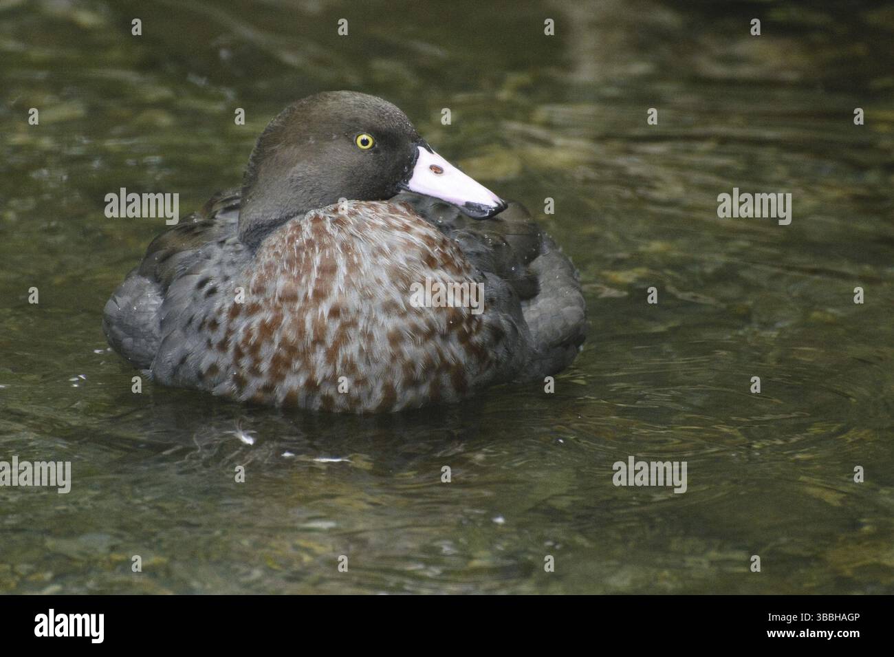 Blue Duck (Hymenolaimus malacorhynchos), New Zealand, Oceania Stock ...