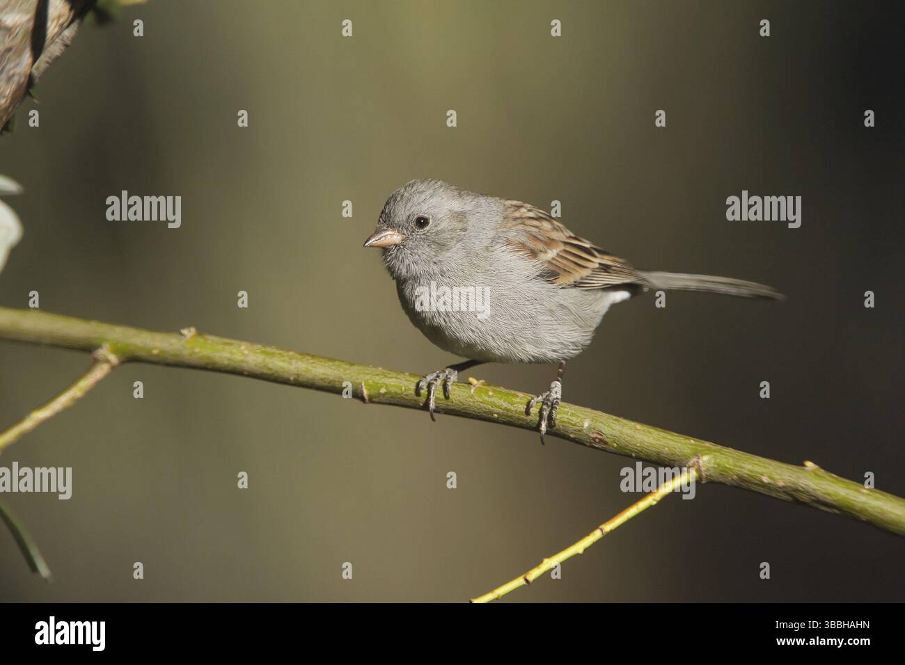 Black-chinned Sparrow (Spizella atrogularis), California, USA, North ...