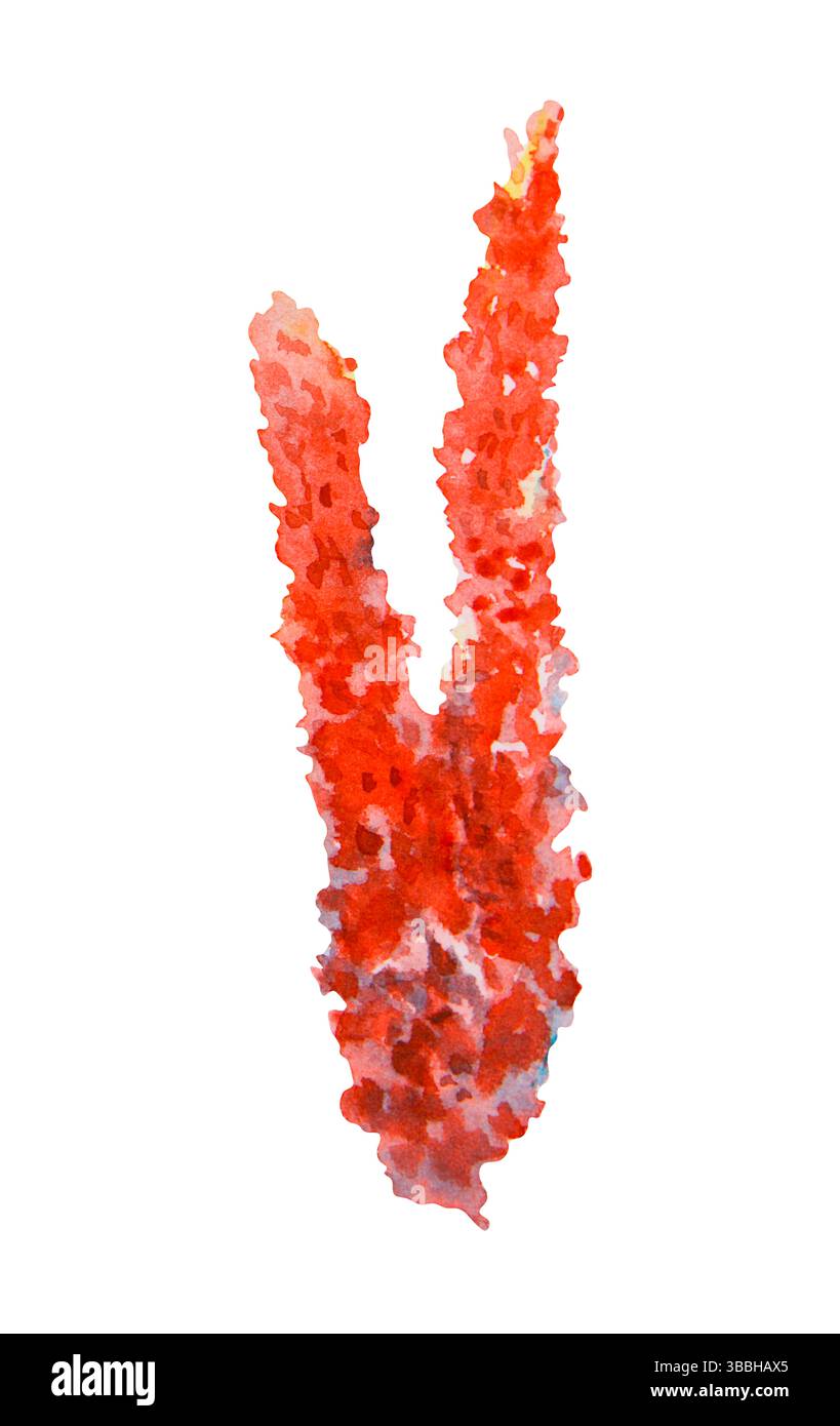 Red coral branch painted in watercolor. Textured marine element perfect ...