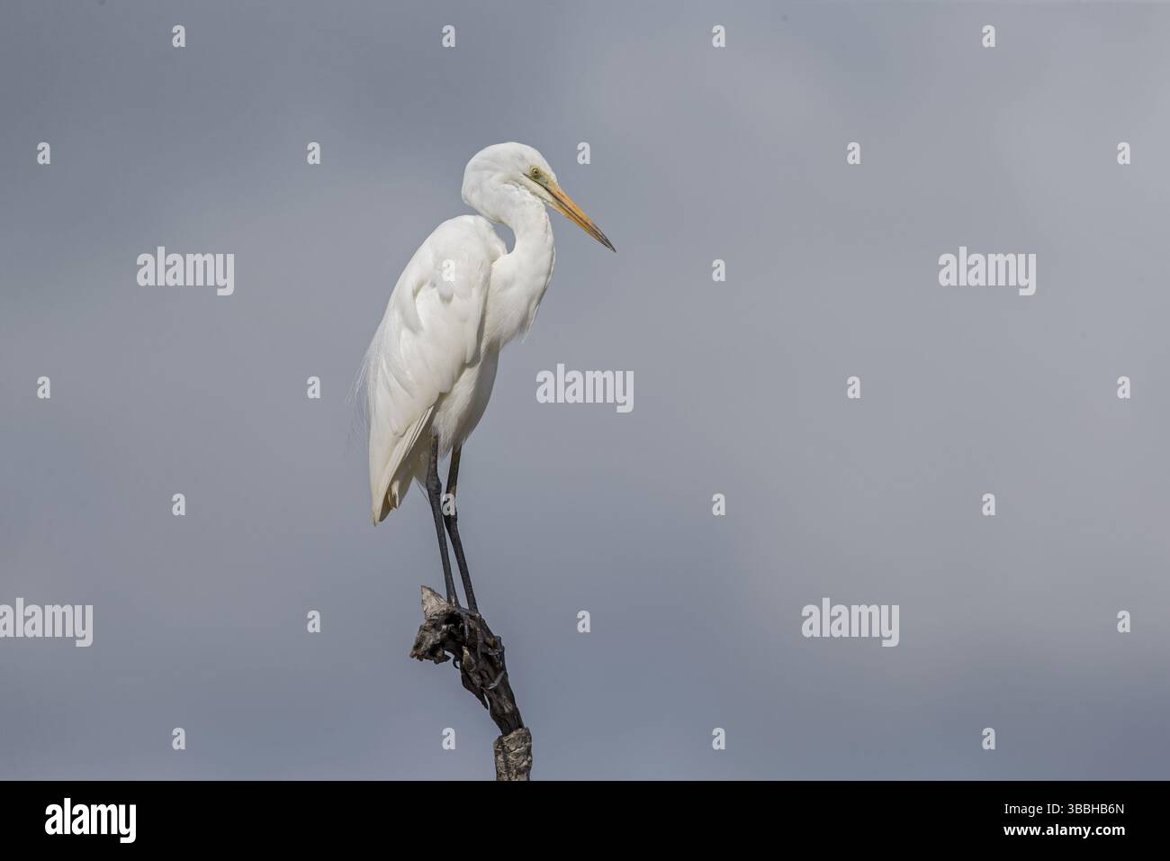 Ardea alba in asia hi-res stock photography and images - Alamy