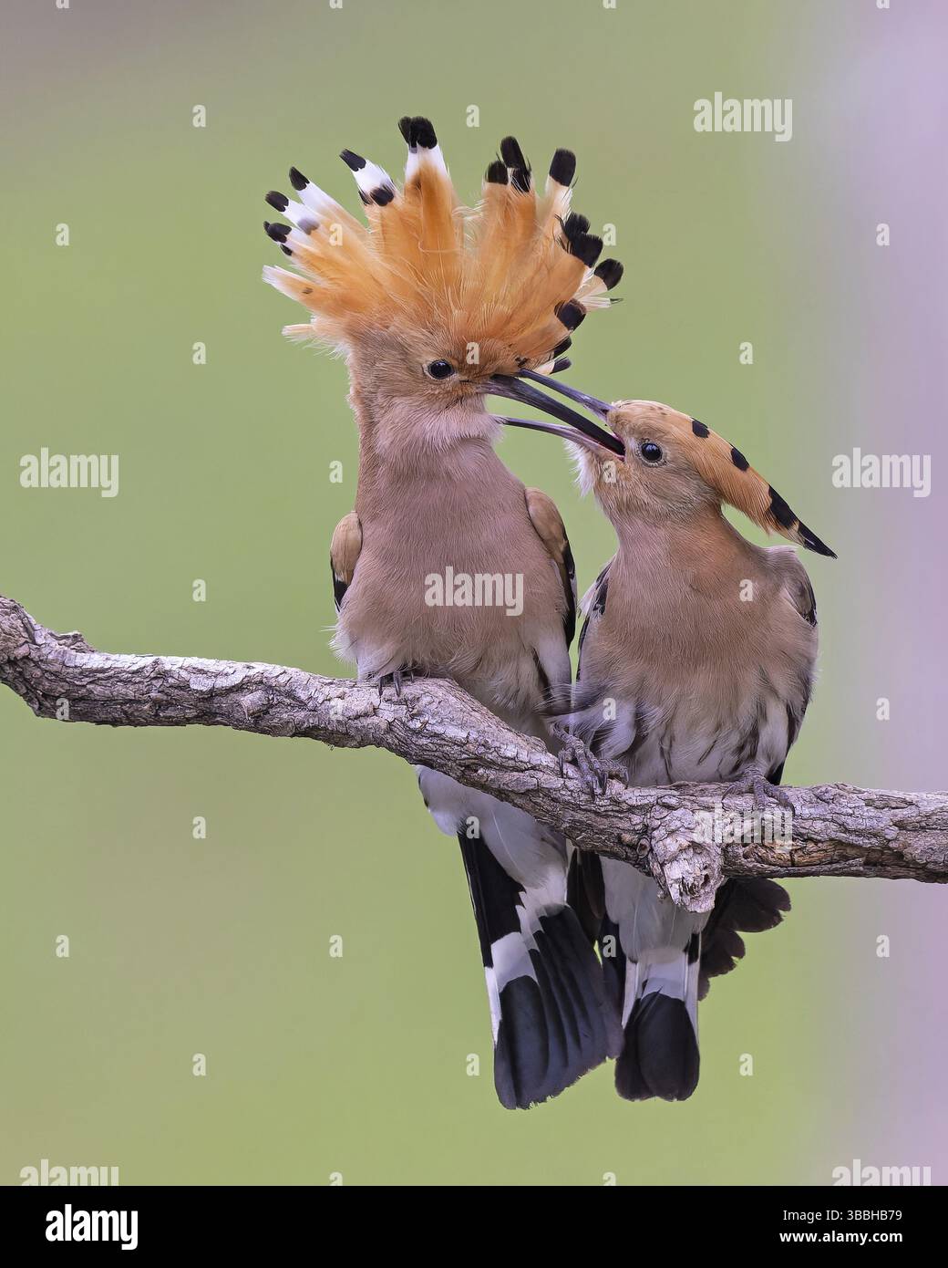 Eurasian Hoopoe (Upupa epops) male feeding female in courtship ritual ...