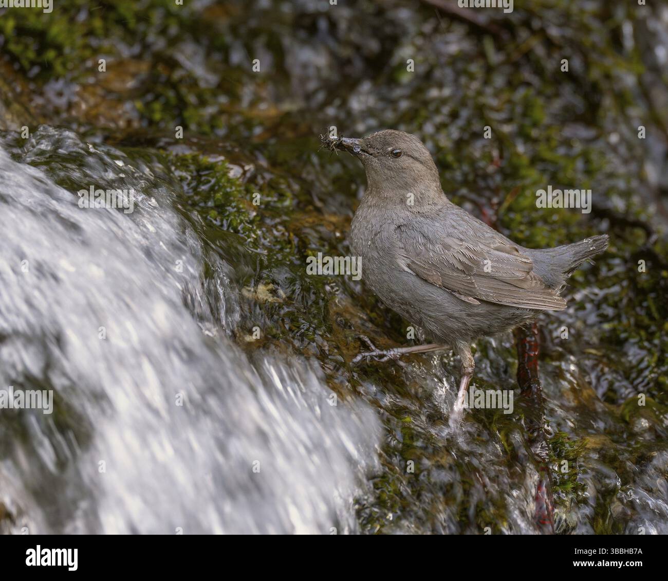Eat aquatic invertebrates hi-res stock photography and images - Alamy