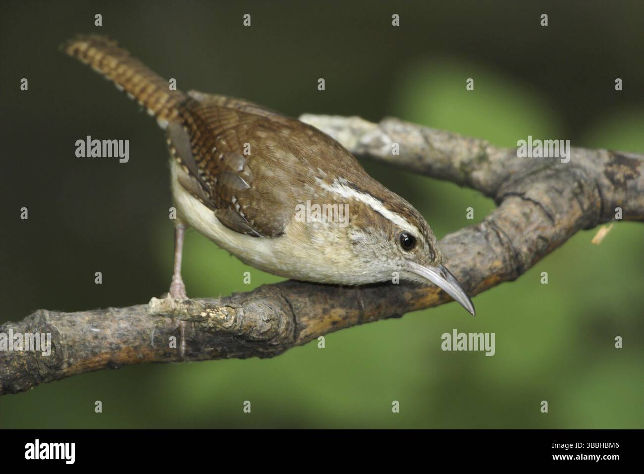 Carolina Wren (Thryothorus ludovicianus), Ontario, Canada, North ...