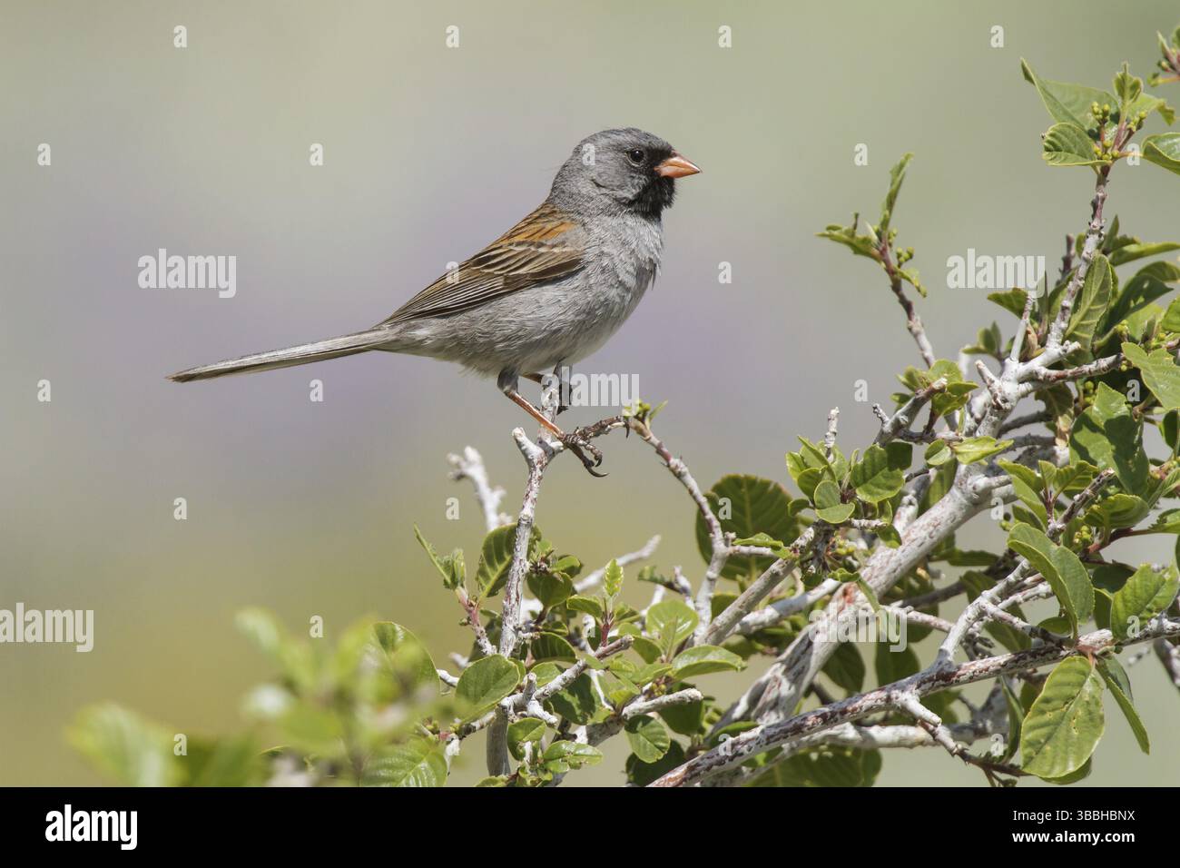 Black-chinned Sparrow (Spizella atrogularis) male, California, USA ...