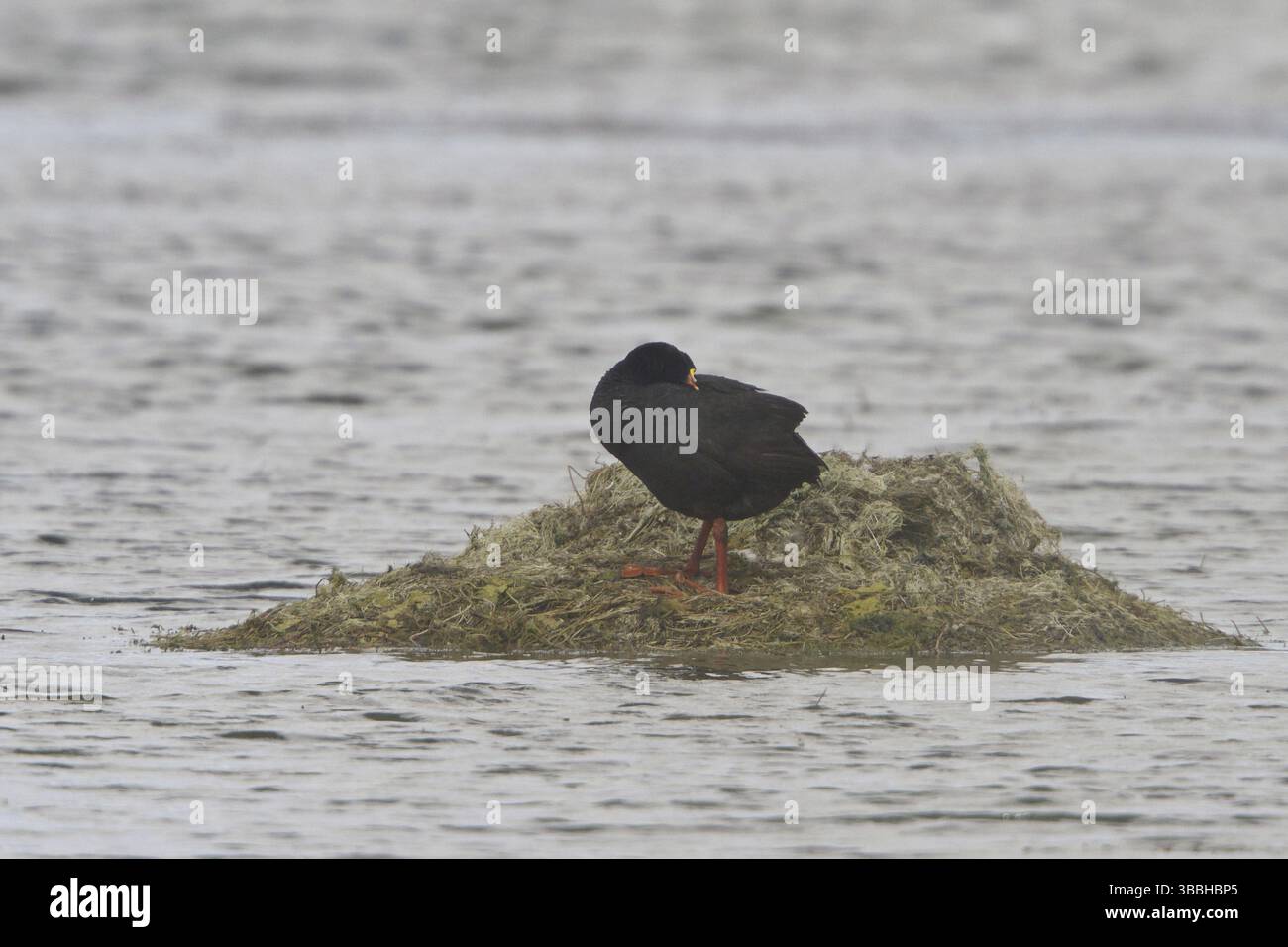 Giant Coot (Fulica gigantea), Cen, Peru, South America Stock Photo - Alamy