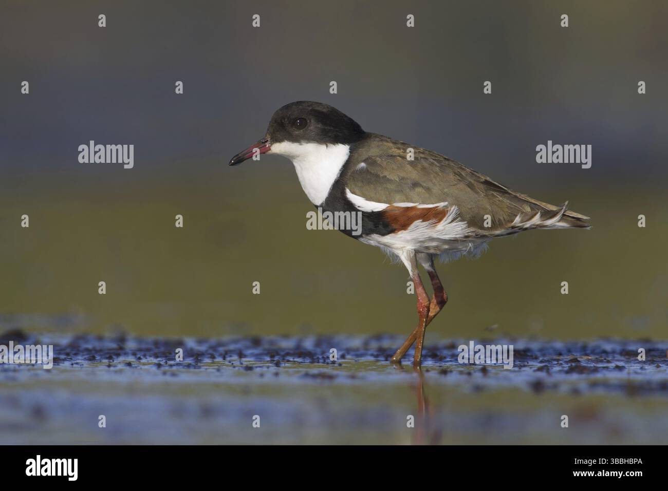 Red-kneed Dotterel (Erythrogonys cinctus), Victoria, Australia, Oceania ...