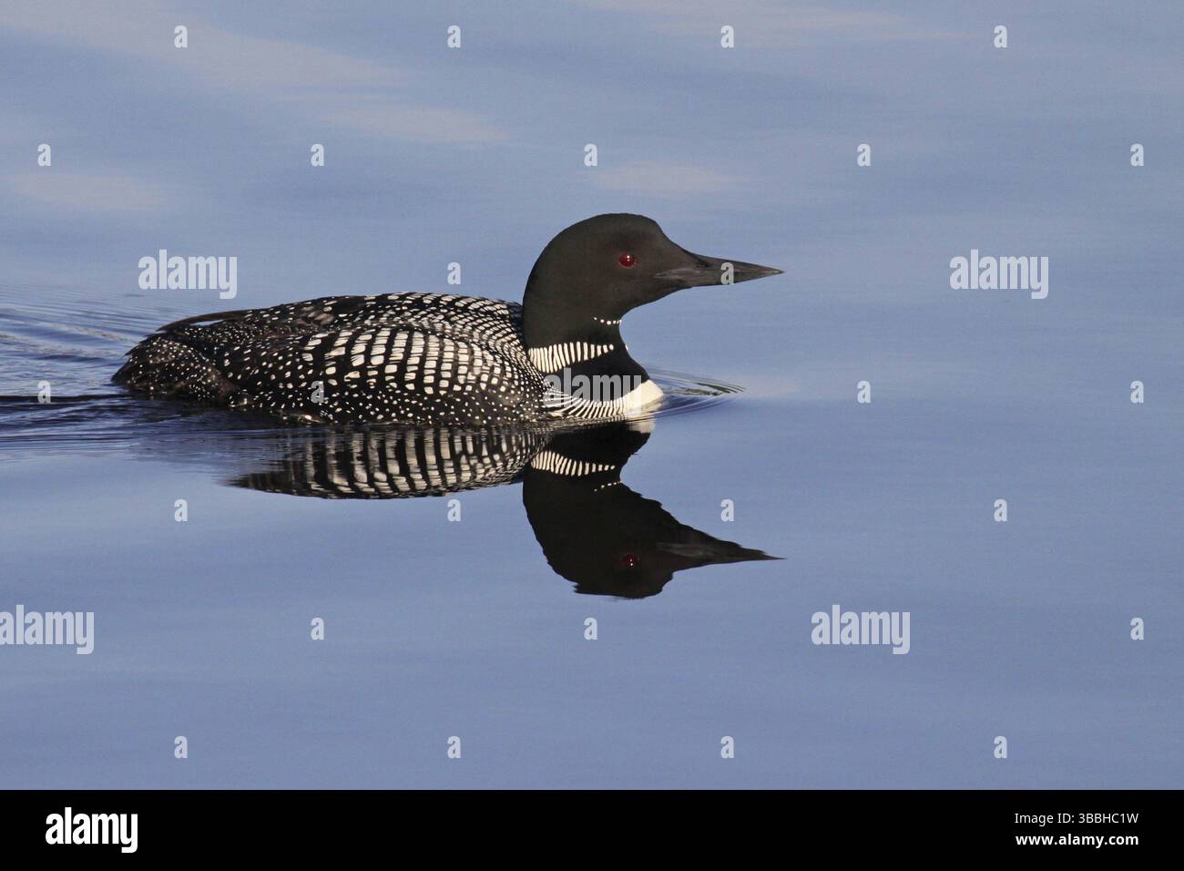 Great Northern Loon (Gavia immer), Michigan, USA, North America Stock ...