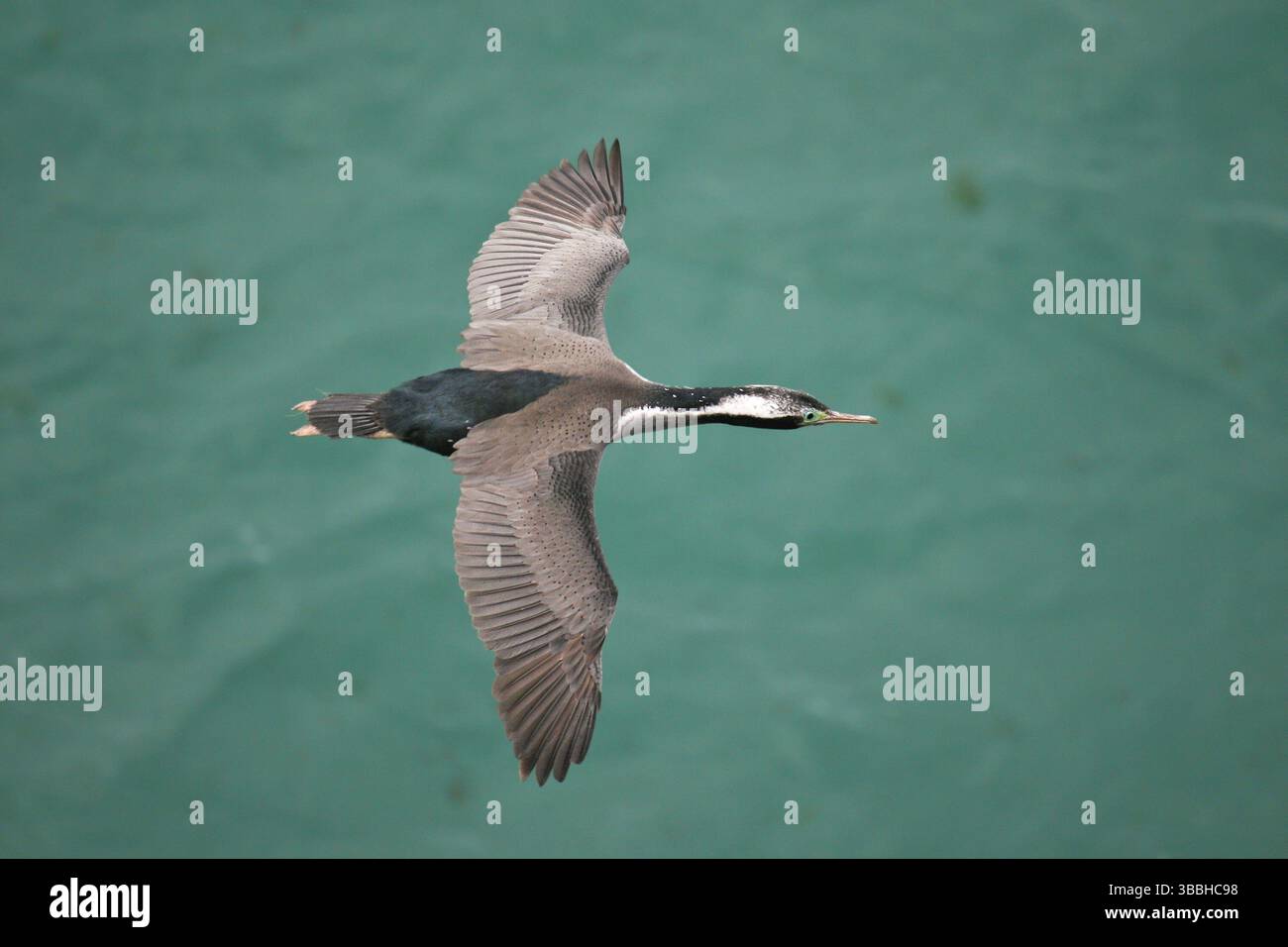 Spotted Shag (Phalacrocorax punctatus) flying, South Island, New ...