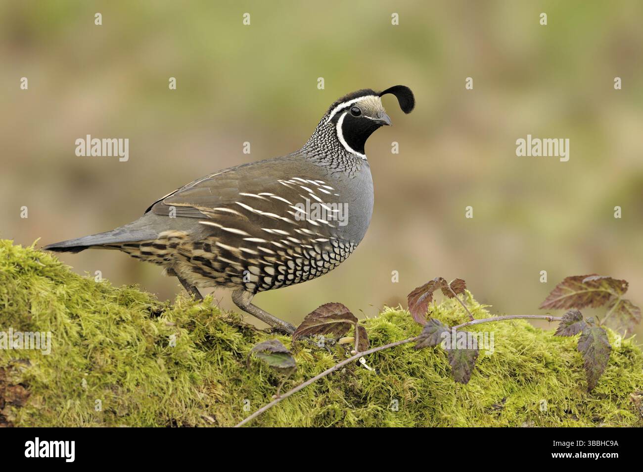 California Quail (Callipepla californica) male, Canada, North America ...