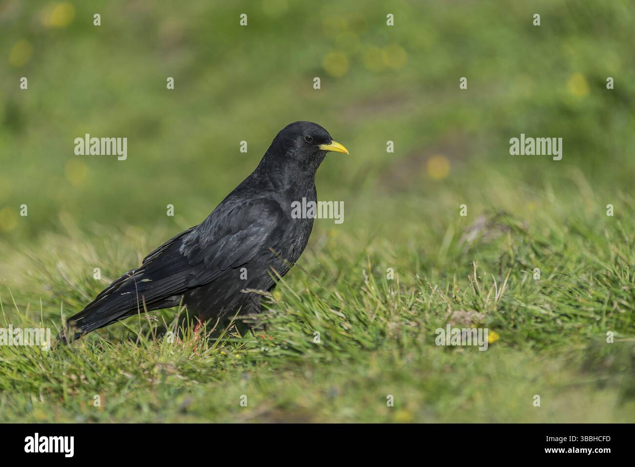 Alpendohle (Pyrrhocorax graculus) Alpine Chough Stock Photo - Alamy