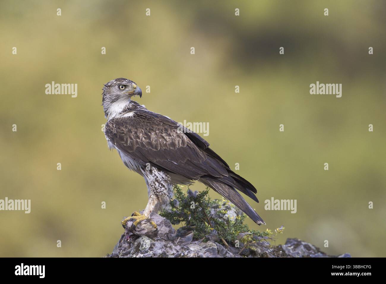 Bonelli's Eagle (Aquila fasciata) male, Portugal, Europe Stock Photo ...