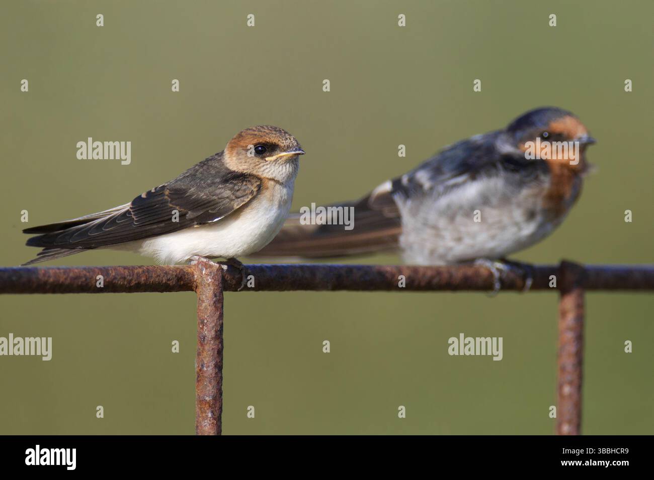 Fairy Martin & Welcome Swallow (Petrochelidon ariel & Hirundo neoxena ...