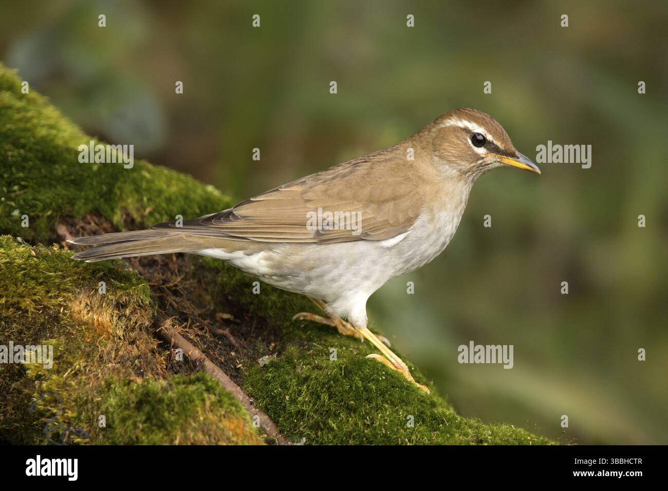 Thrushes in southeast asia hi-res stock photography and images - Alamy