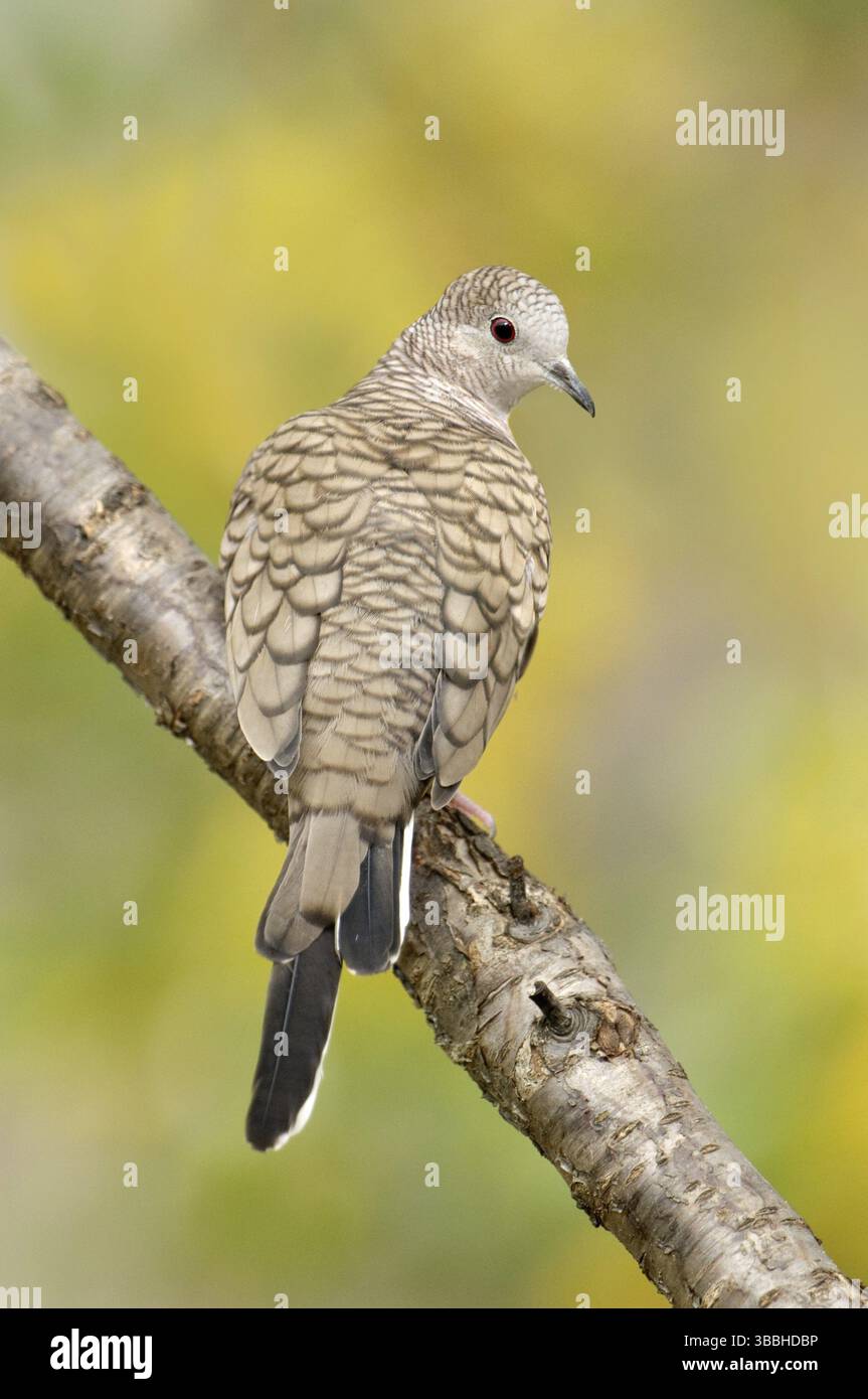 Inca Dove (Columbina inca), Arizona, USA, North America Stock Photo - Alamy