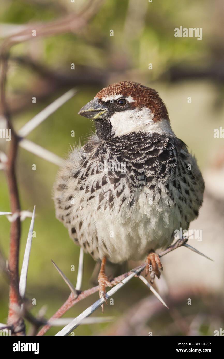 Spanish Sparrow - Weidensperling - Passer hispaniolensis ssp ...