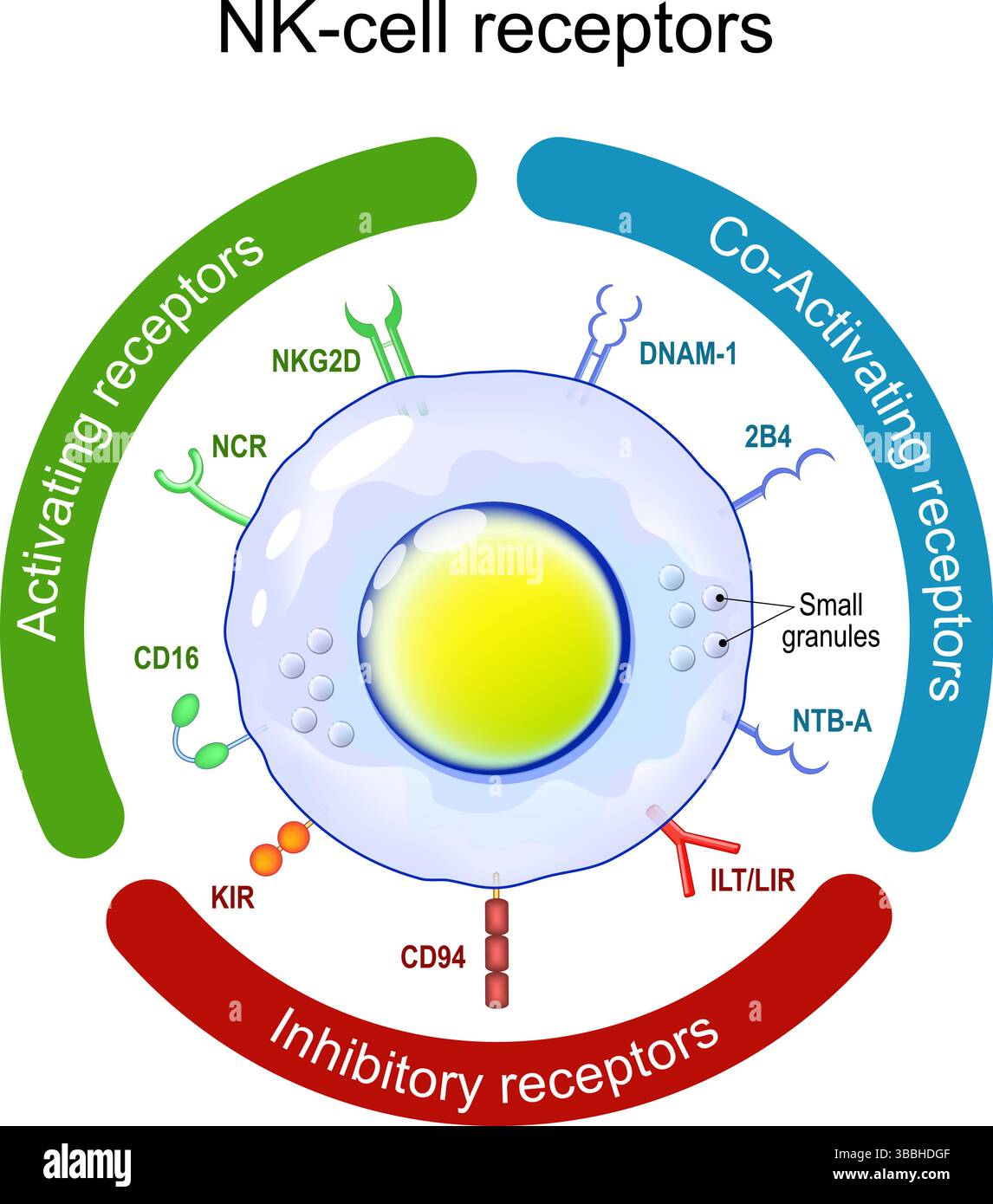 NK-cell receptors. Inhibitory, Co-Activating, and Activating receptors ...