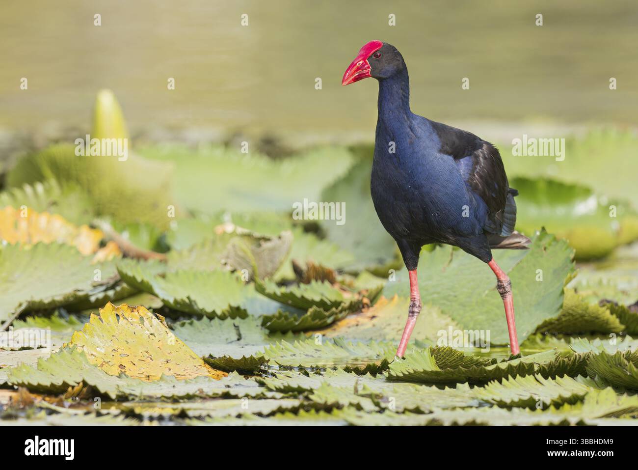 Australasian Swamphen (Porphyrio melanotus) in a wetland area in Papua ...