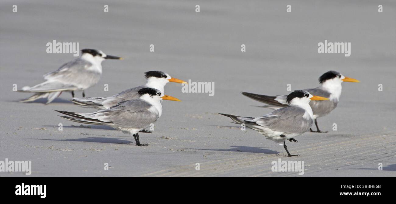 Lesser Crested Tern (Thalasseus bengalensis), Oman, Asia Stock Photo - Alamy