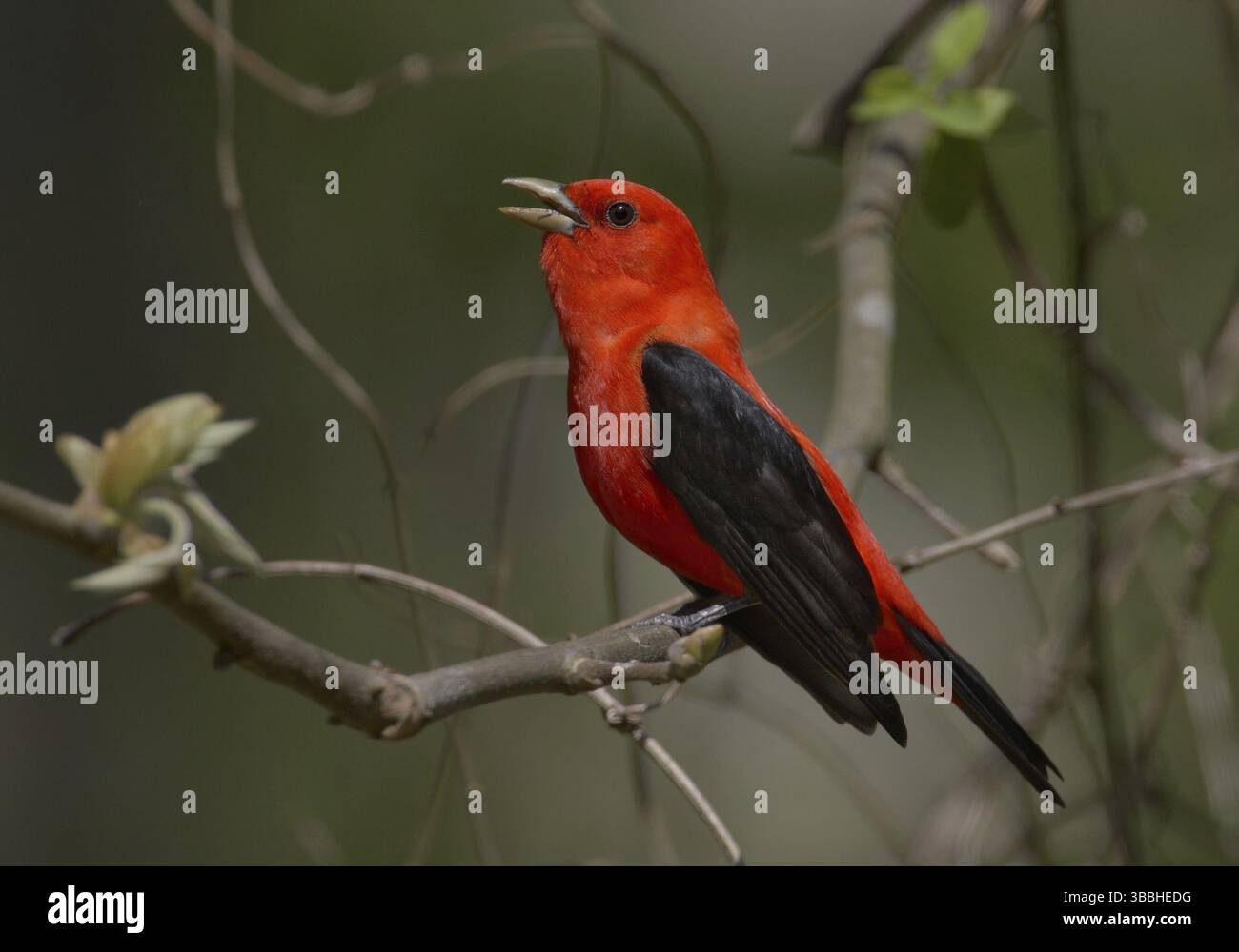 Scarlet Tanager (Piranga olivacea) male singing, Ohio, USA, North ...
