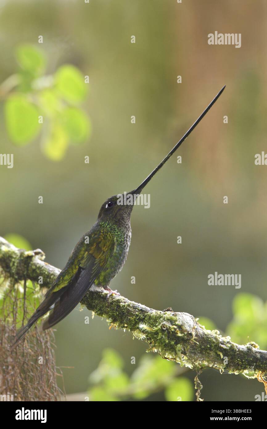 Sword-billed Hummingbird (Ensifera ensifera), Ecuador, South America ...