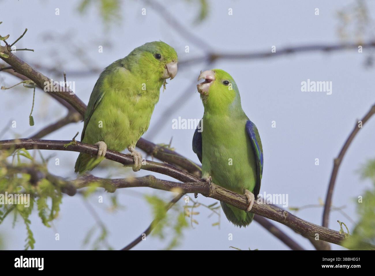 Pacific Parrotlet (Forpus coelestis), Ecuador, South America Stock ...
