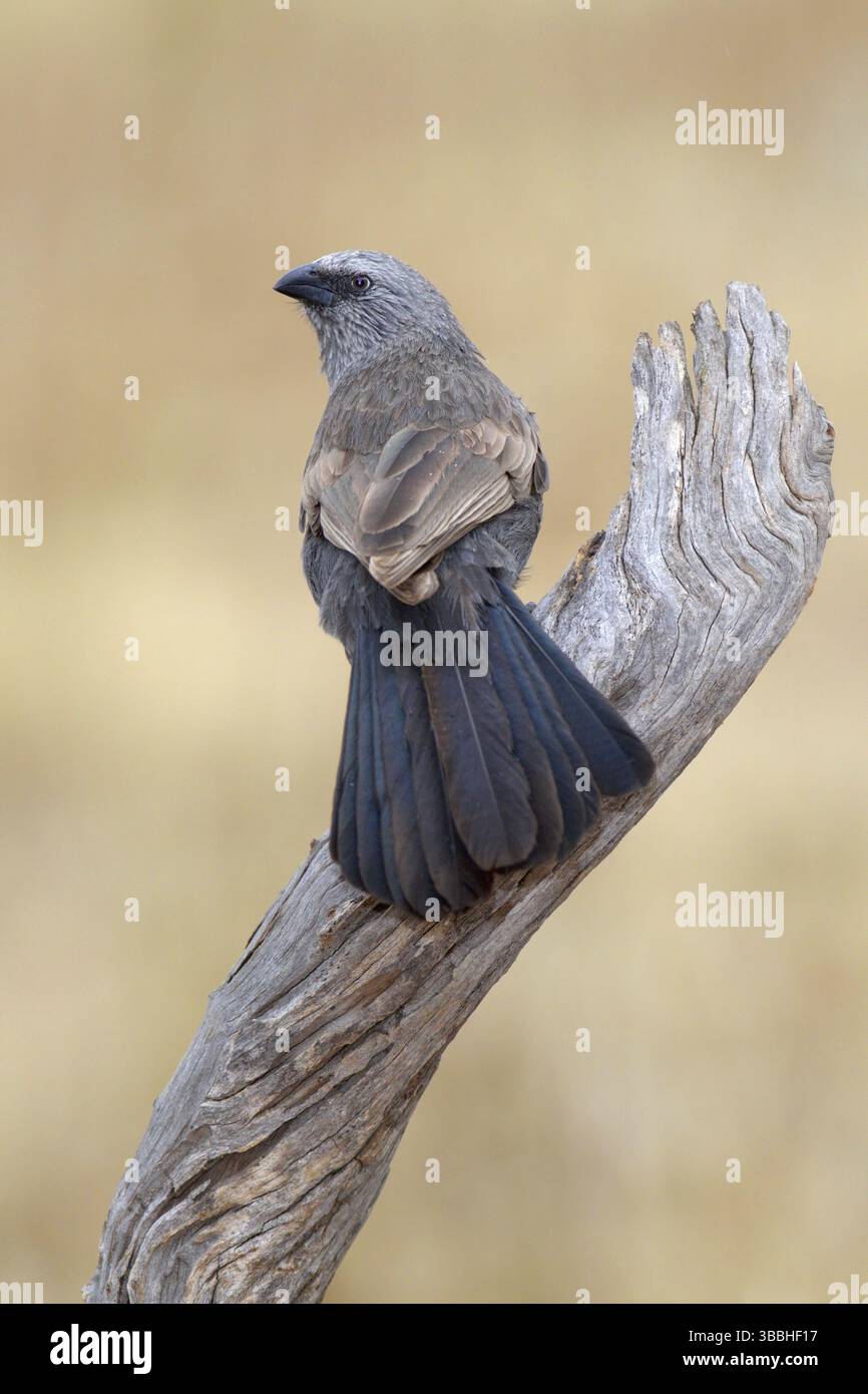 Apostlebird (Struthidea cinerea), Victoria, Australia, Oceania Stock ...