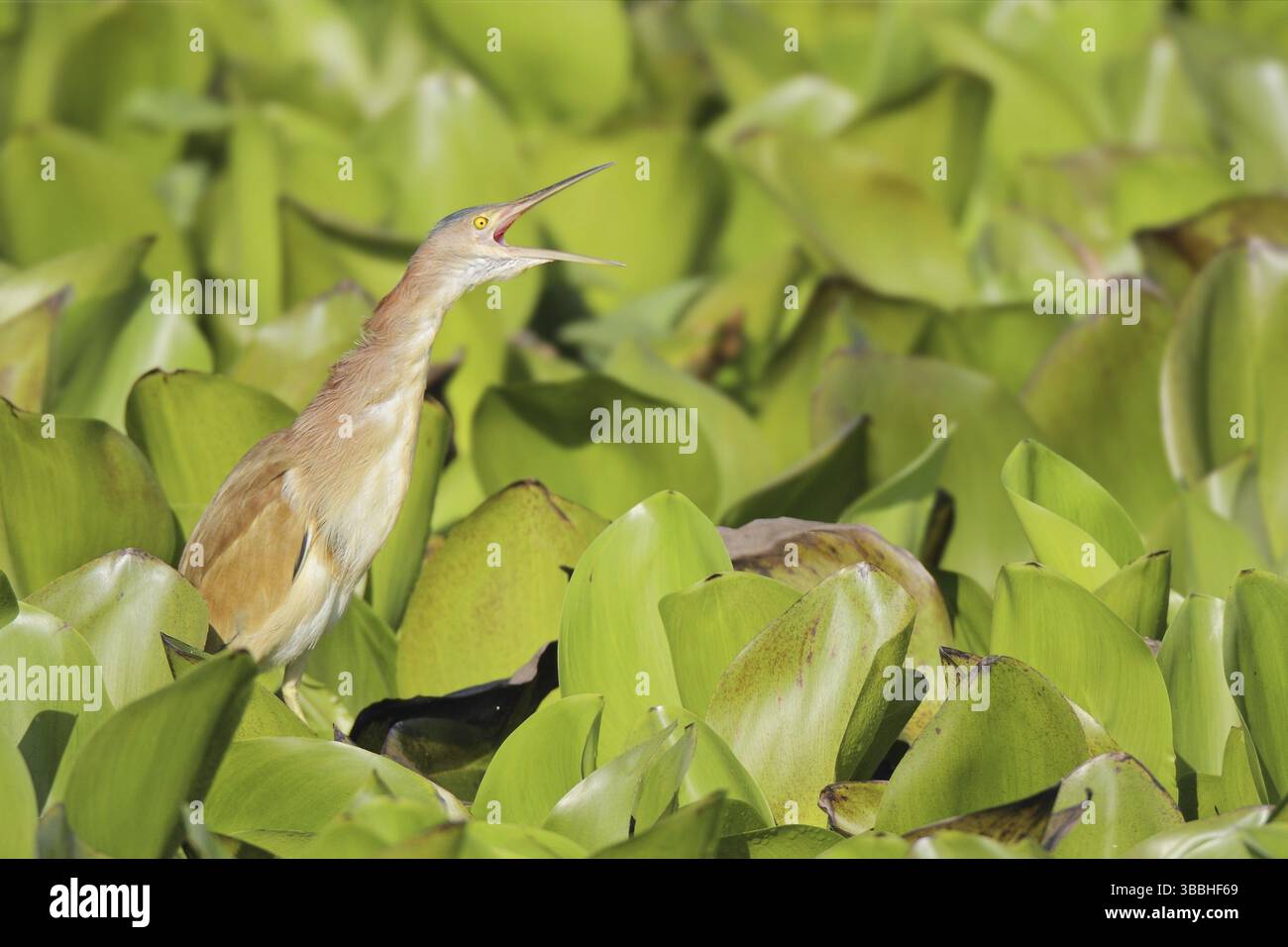 Birds of southeast asia yellow hi-res stock photography and images - Alamy