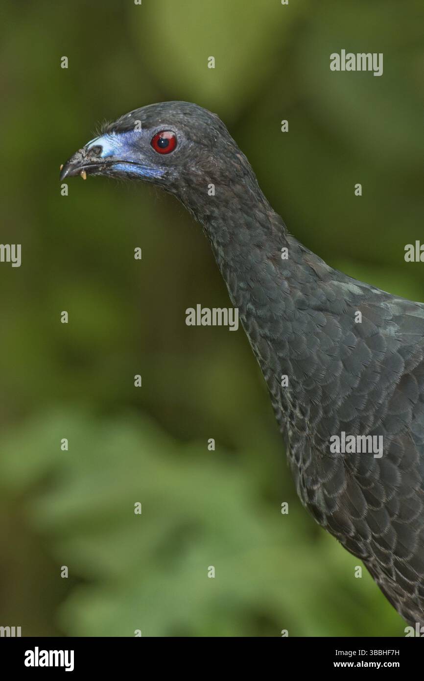 Black Guan (Chamaepetes unicolor), Costa Rica, Central America Stock ...
