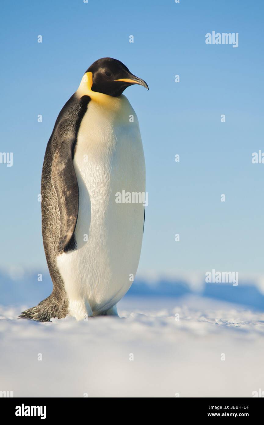 Emperor Penguin (Aptenodytes forsteri), Queen Maud Land, Antarctica ...