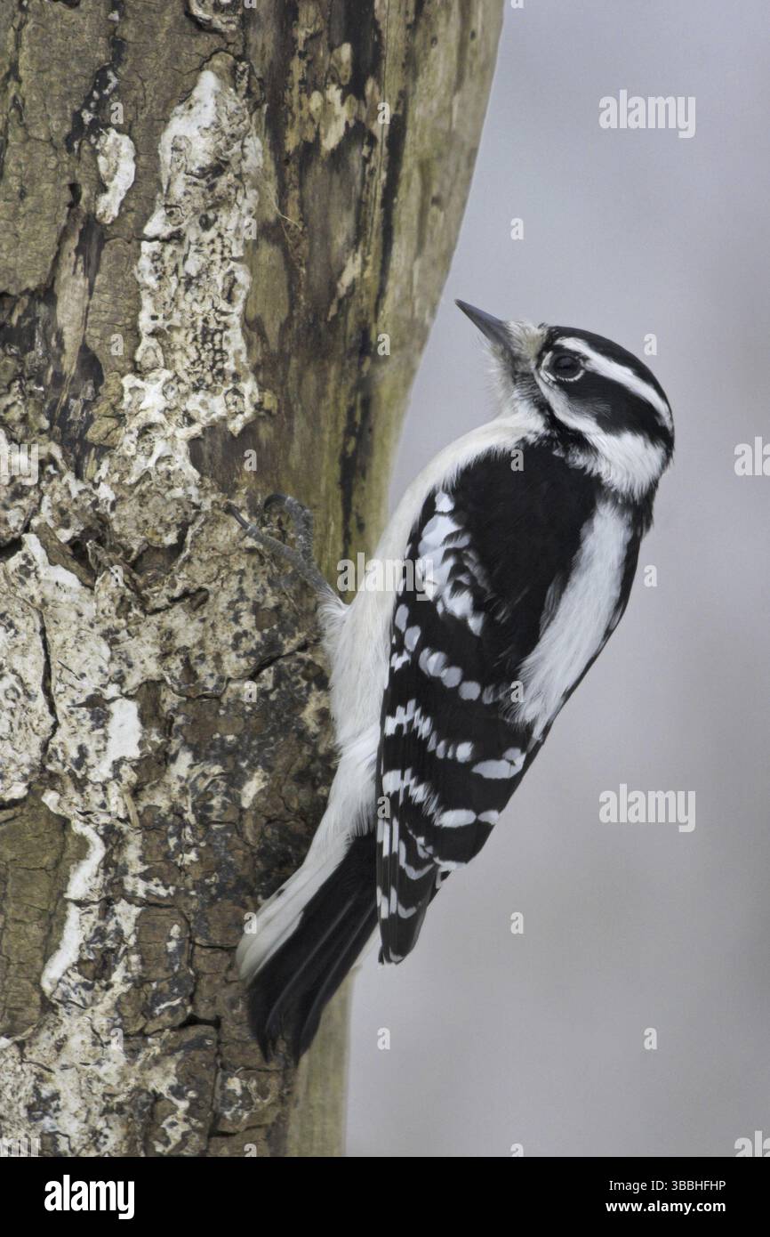 Downy Woodpecker (Dryobates pubescens) female, Ontario, Canada, North ...
