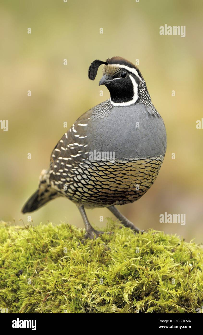 California Quail (Callipepla californica) male, Canada, North America ...