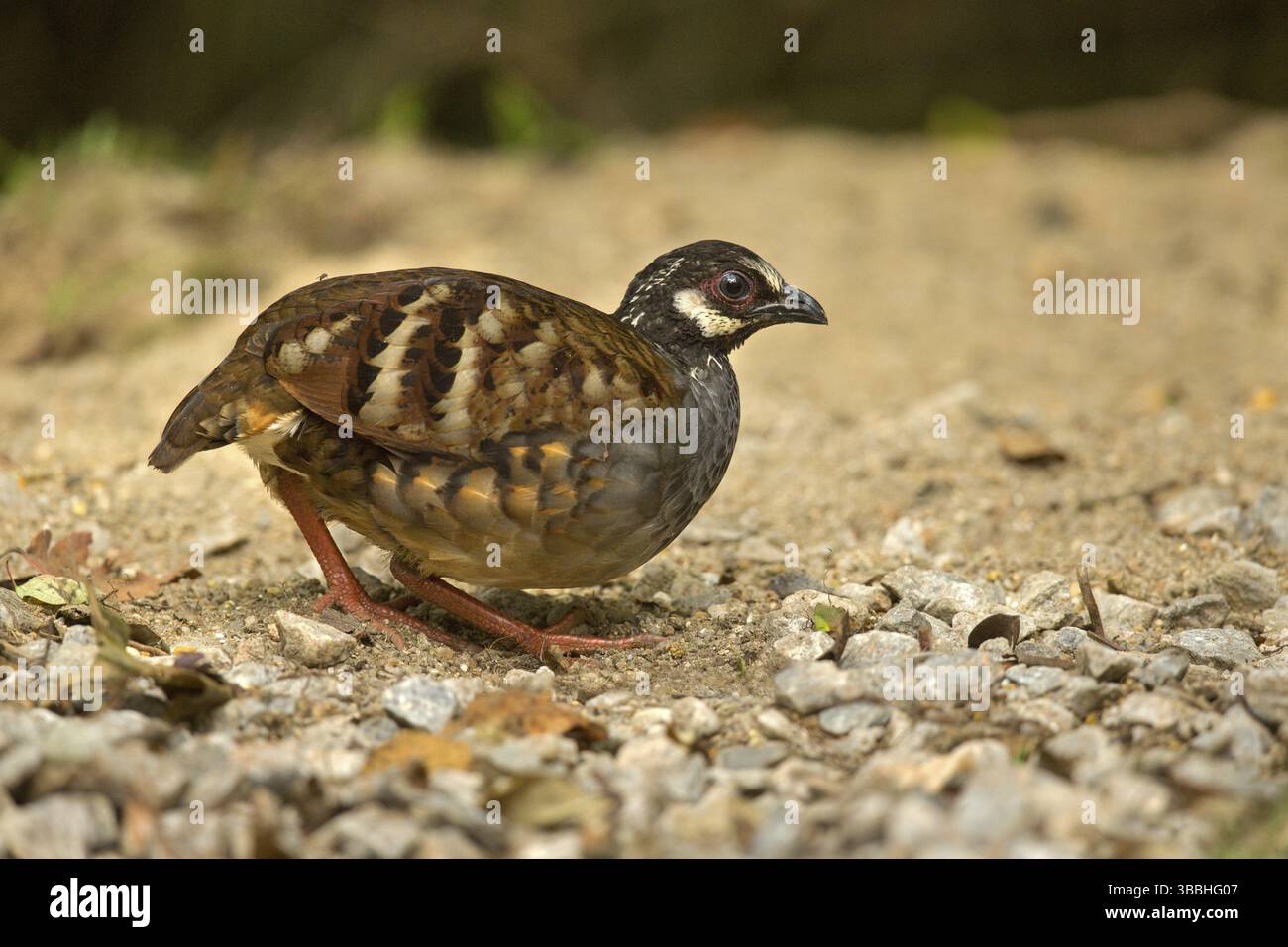 Malaysian Partridge (Arborophila campbelli), Pahang, Malaysia, Asia ...