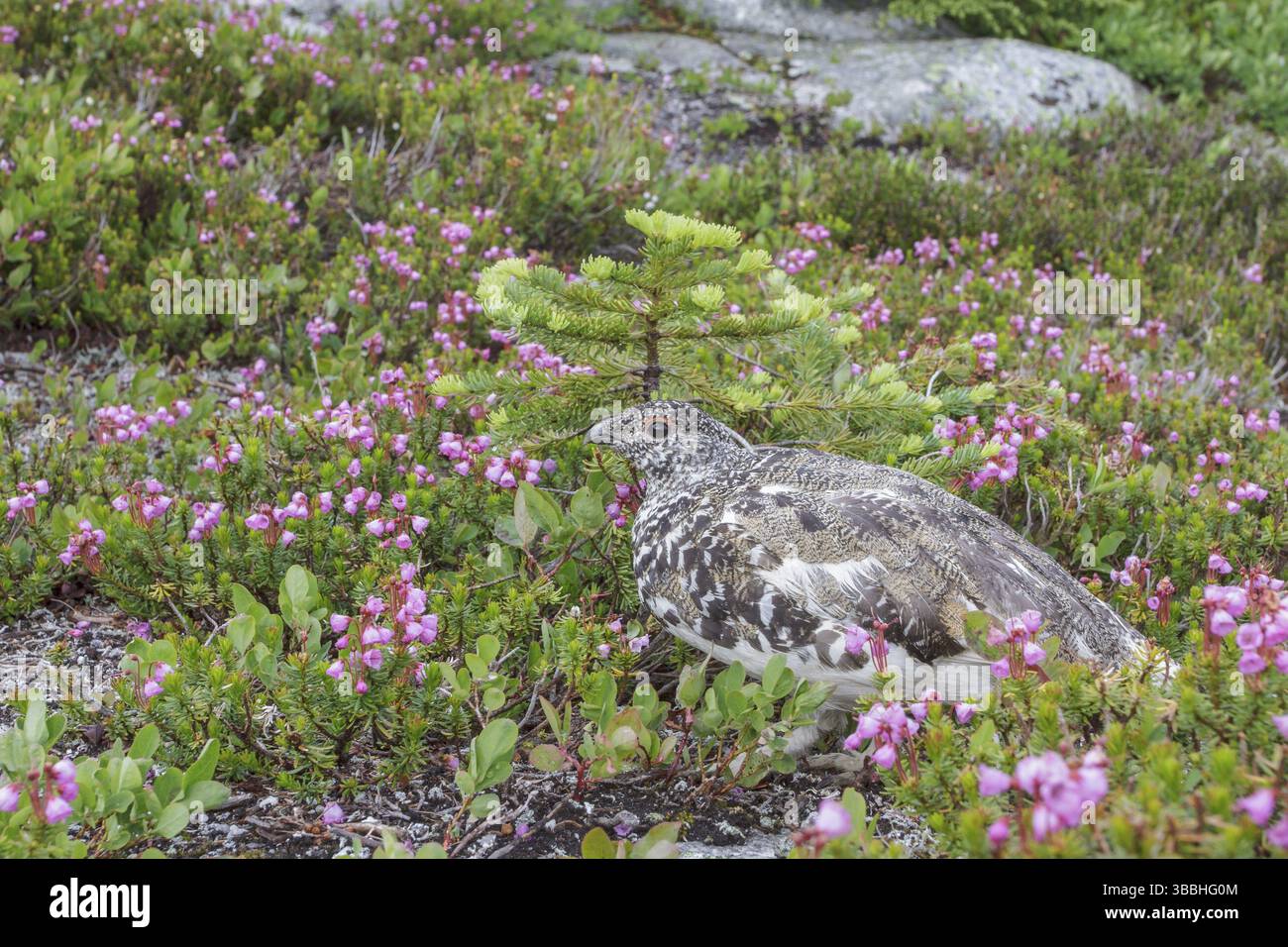 White-tailed Ptarmigan (Lagopus leucurus) in the alpine habitat of ...
