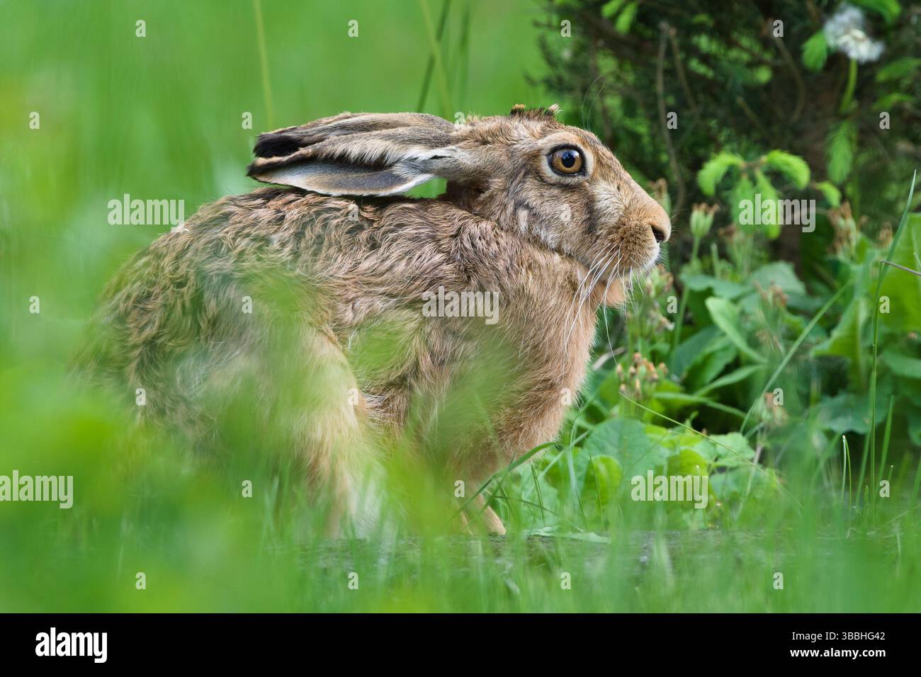 European Brown hare aka Lepus europaeus is hidden behind the foliage ...