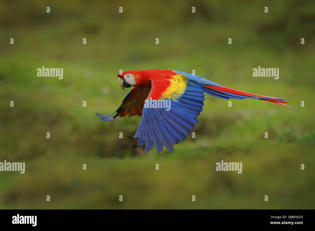 Red parrot in forest. Macaw parrot flying in dark green vegetation ...