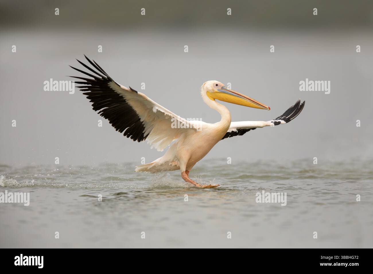 Great White Pelican (Pelecanus onocrotalus) flying, Ethiopia, Africa ...