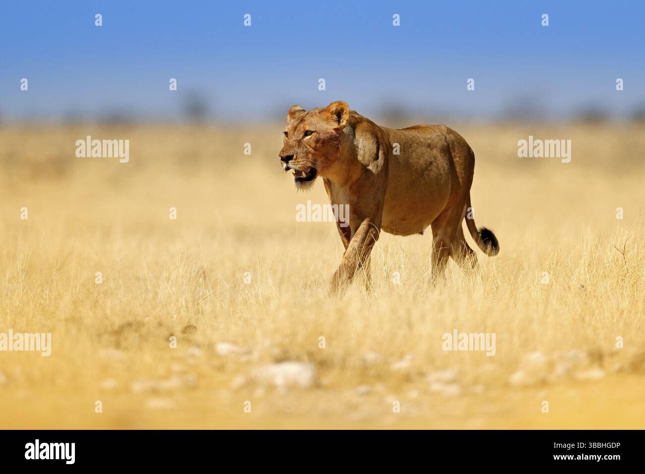 Lion watching grazing animals hi-res stock photography and images - Alamy