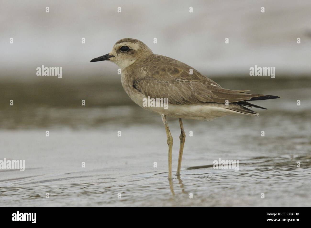 Caspian Plover (Charadrius asiaticus), Goa, India, Asia Stock Photo - Alamy