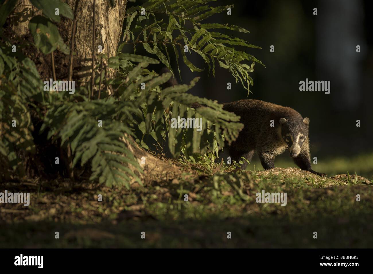 Coatimundi, Osa Peninsula, Costa Rica, Central America Stock Photo - Alamy