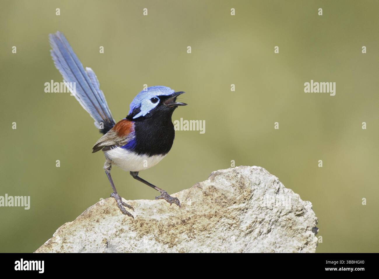 Variegated Fairywren (Malurus lamberti assimilis) male singing, Western ...