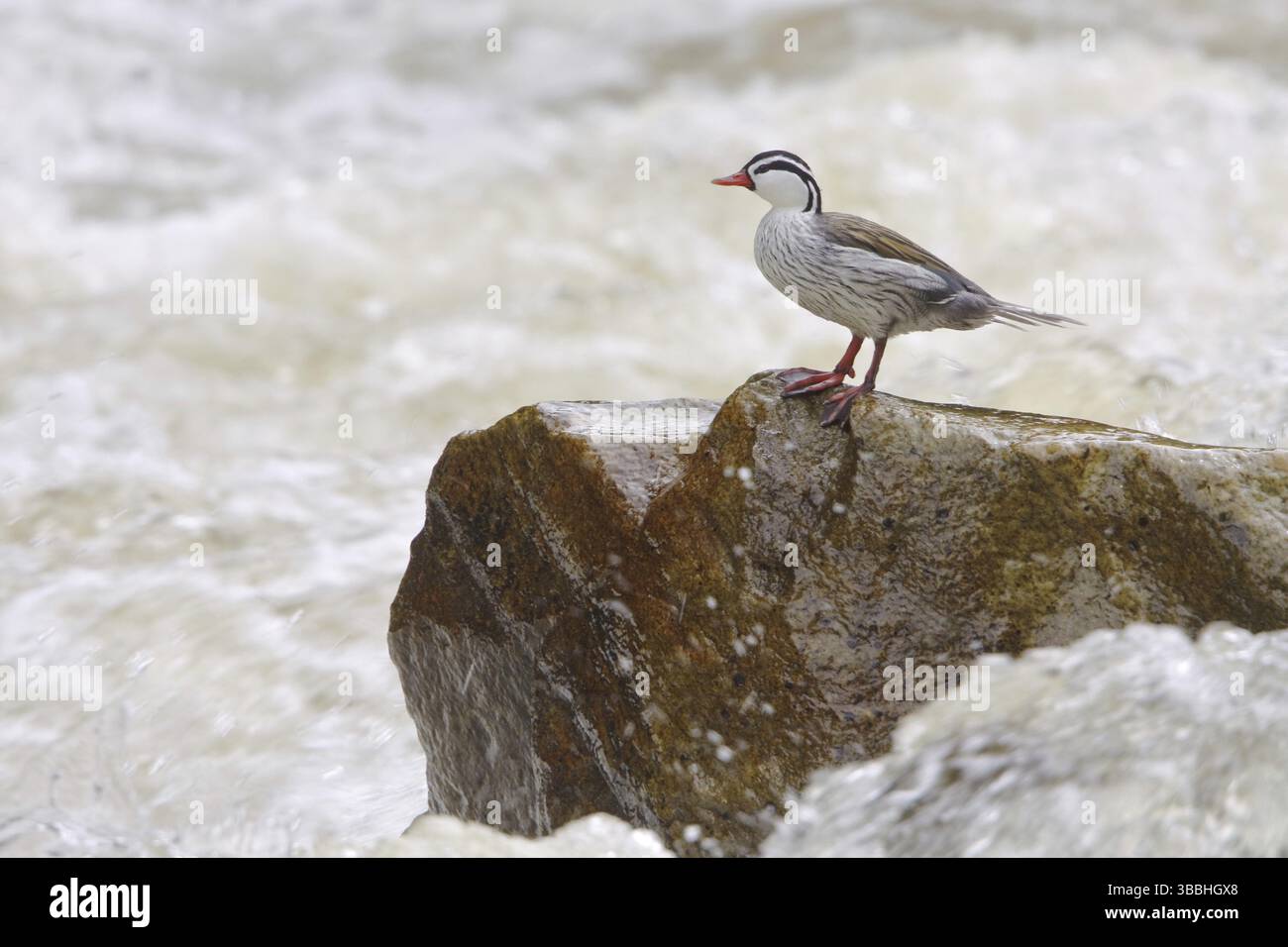 Torrent Duck (Merganetta armata) male, Ecuador, South America Stock ...