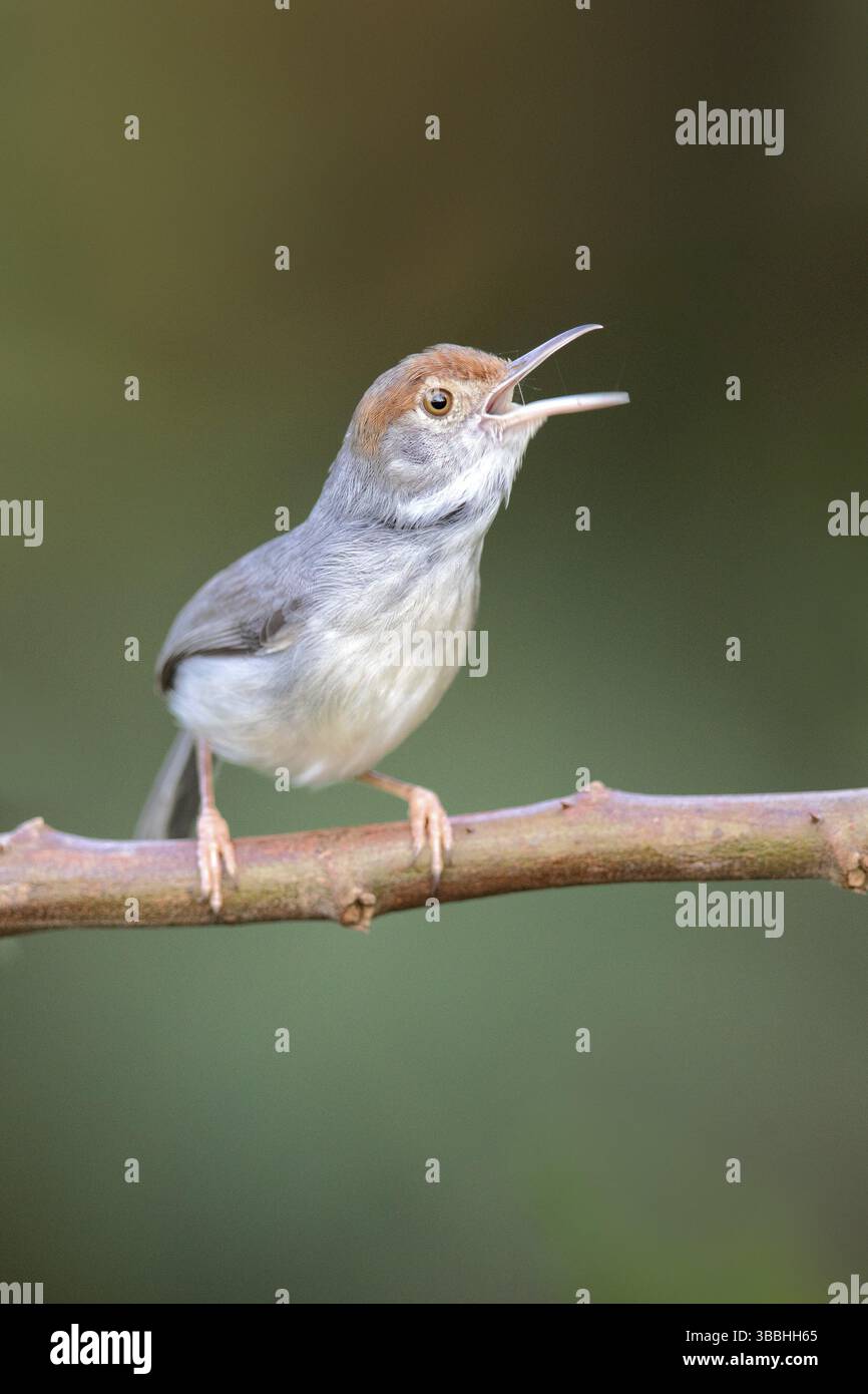 Cambodian Tailorbird (Orthotomus chaktomuk) singing, Phnom Penh ...