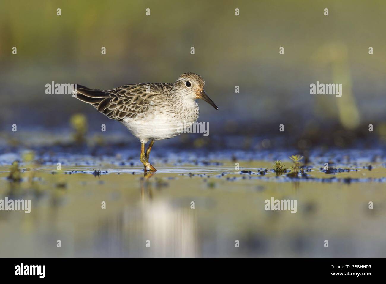 Sharp-tailed Sandpiper (Calidris acuminata), Victoria, Australia ...