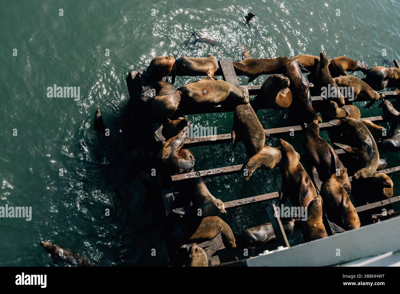 Group of seals basking in the sun underneath the pier Stock Photo - Alamy